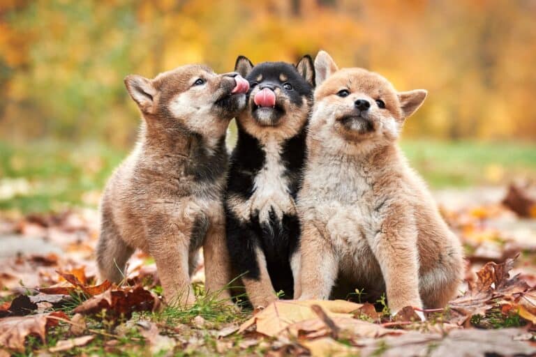 8 Shiba Inu Colors, Markings & Patterns (With Pictures)