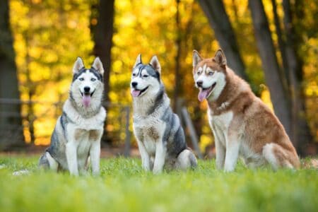 20 Siberian Husky Colors, Markings & Patterns (With Pictures)