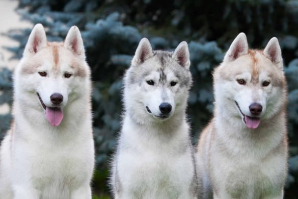 20 Siberian Husky Colors, Markings & Patterns (With Pictures)
