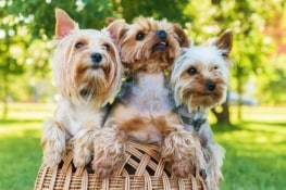 Yorkie Colors: 8 Coat Color Variations Explained (With Photos)