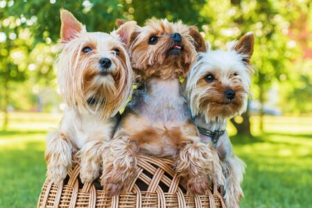Yorkie Colors: 8 Coat Color Variations Explained (With Photos)