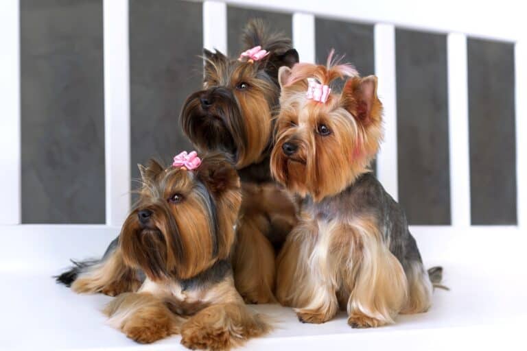 Yorkie Colors: 8 Coat Color Variations Explained (With Photos)