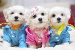 6 Maltese Colors and Markings (With Pictures)