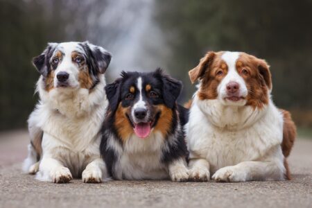 16 Australian Shepherd Colors & Patterns (With Pictures)