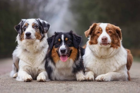 16 Australian Shepherd Colors & Patterns (With Pictures)