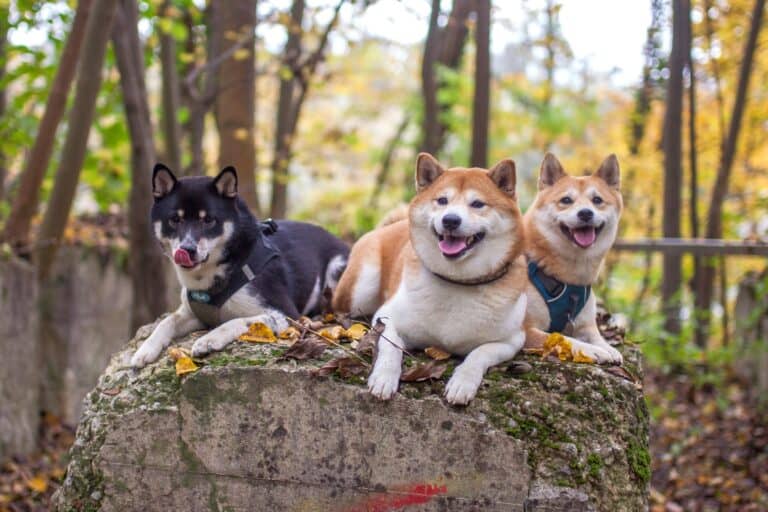 8 Shiba Inu Colors, Markings & Patterns (With Pictures)