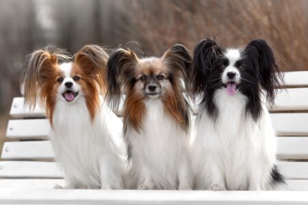 15 Papillon Colors & Markings (With Pictures)