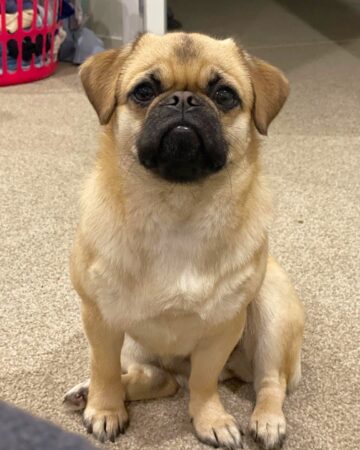 Long-Haired Pug: Myth or Truth? - Everything You Need to Know