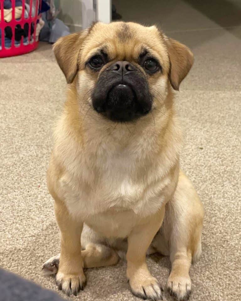 Long-Haired Pug: Myth or Truth? - Everything You Need to Know