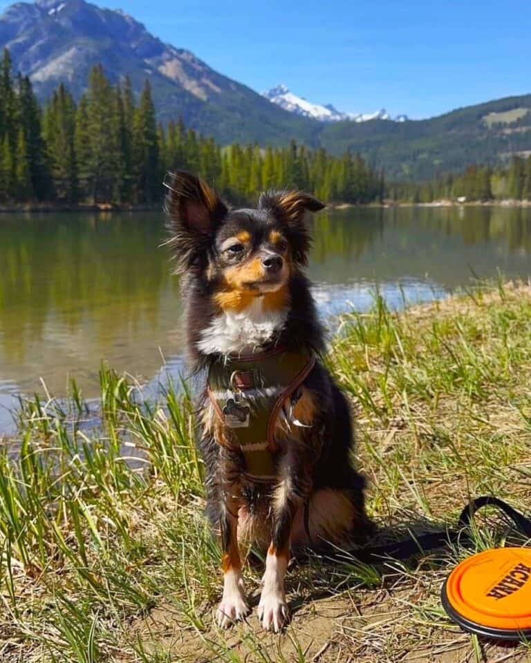 Toy Australian Shepherd: Breed Info, Pictures, Traits & Facts