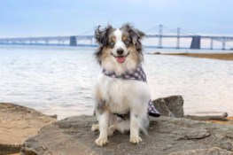 Toy Australian Shepherd: Breed Info, Pictures, Traits & Facts