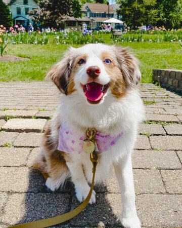 Toy Australian Shepherd: Breed Info, Pictures, Traits & Facts