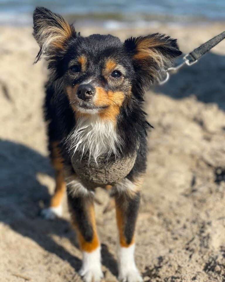 Toy Australian Shepherd: Breed Info, Pictures, Traits & Facts