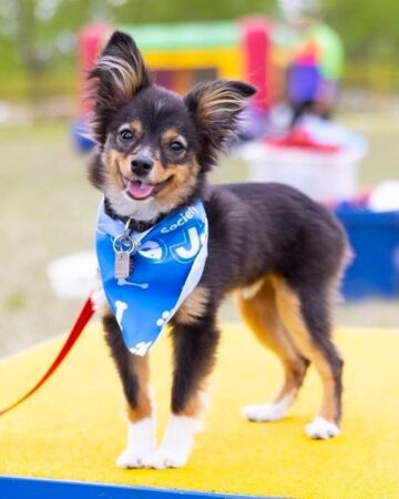 Toy Australian Shepherd: Breed Info, Pictures, Traits & Facts