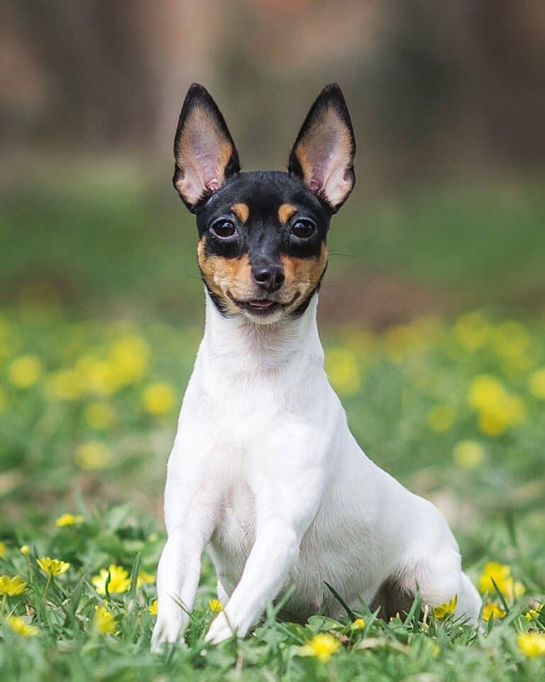 24 Small Dog Breeds With Short Hair (Low Grooming Needs)