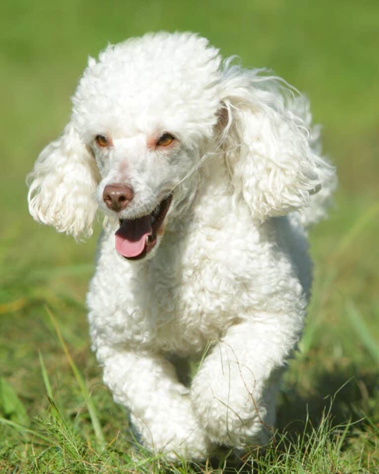 16 Small Dog Breeds With Long Hair (With Pictures)