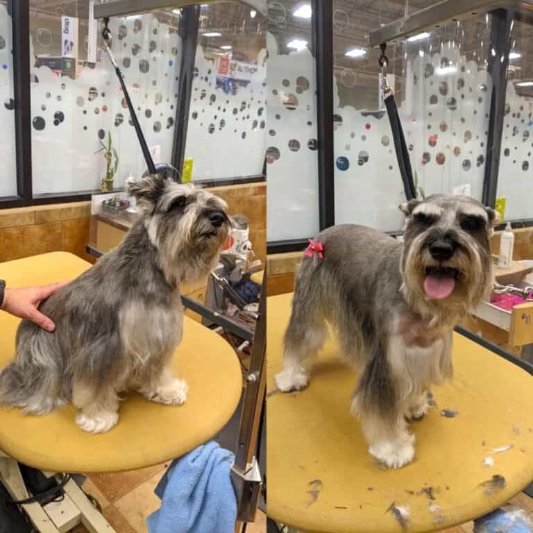 22 Best Schnauzer Haircuts With Pictures! (2025 Updated)