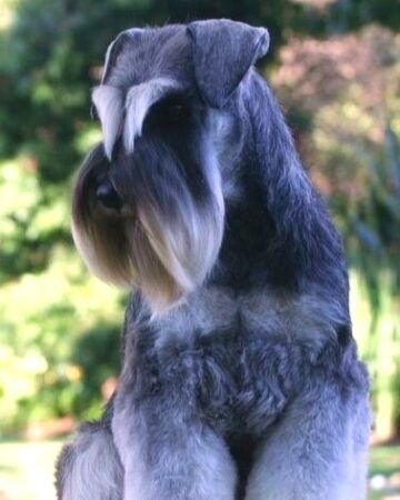 22 Best Schnauzer Haircuts With Pictures! (2026 Updated)
