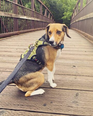 Treeing Walker Coonhound Beagle Mix Guide (With Pictures)