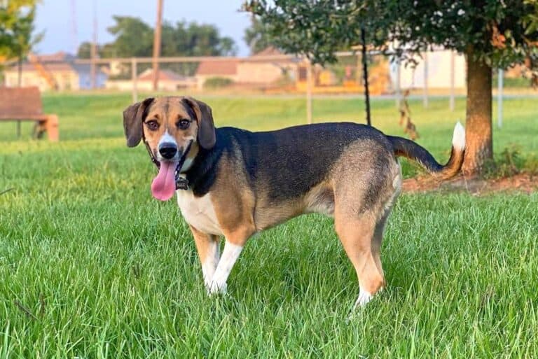 Treeing Walker Coonhound Beagle Mix Guide (With Pictures)