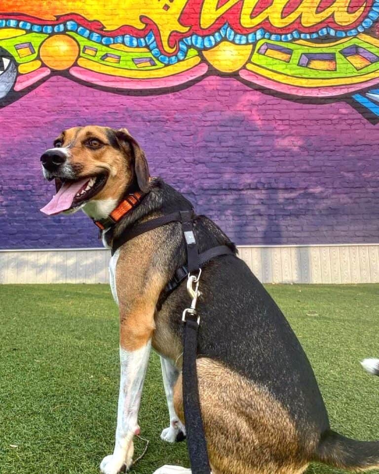 Treeing Walker Coonhound Beagle Mix Guide (With Pictures)