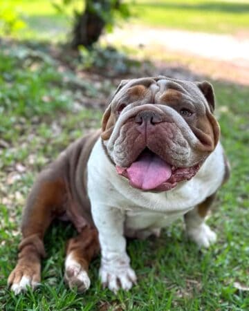 Tri-Color English Bulldog: Breed Info, Pictures, Traits & Facts