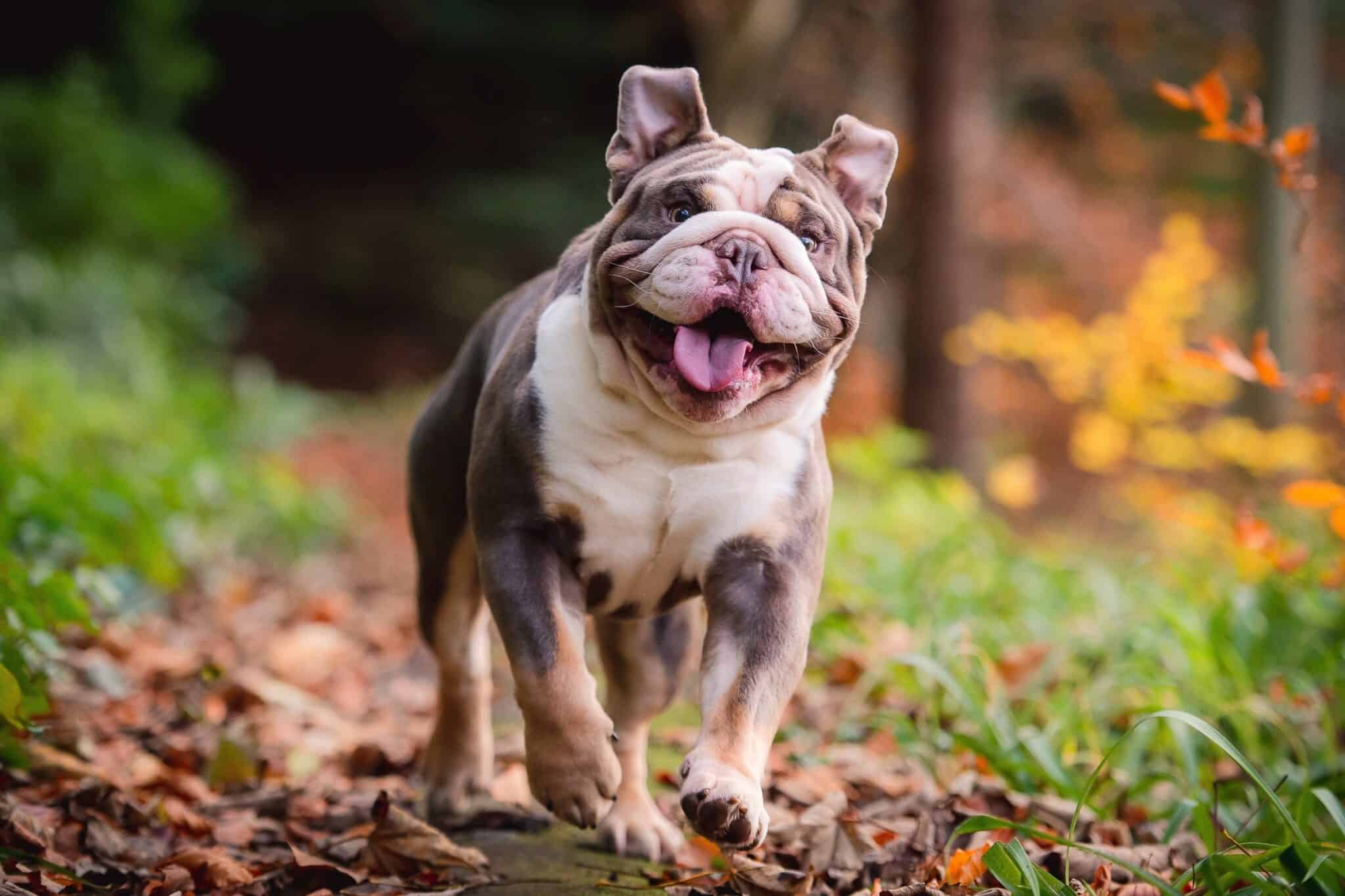 Tri-Color English Bulldog: Breed Info, Pictures, Traits & Facts