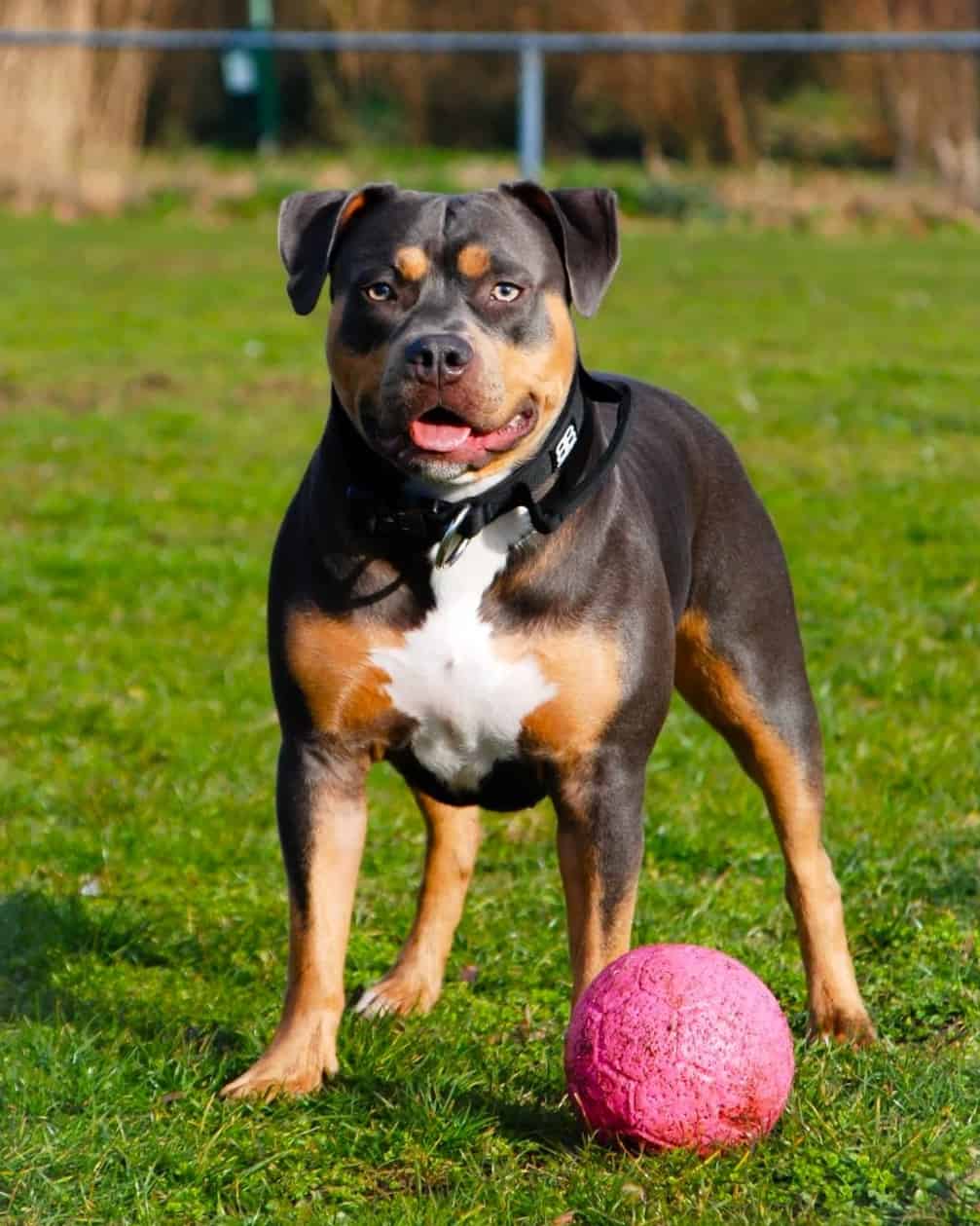 Tri-Color Pitbull – Breed Info, Pictures, Genetics & Facts