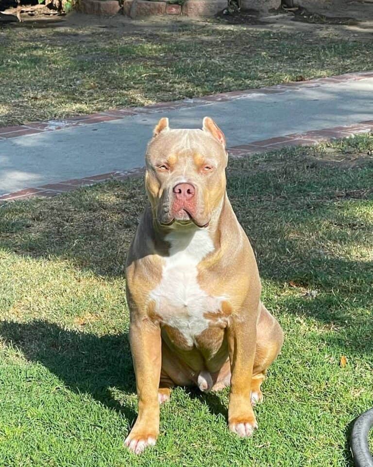 Tri-Color Pitbull – Breed Info, Pictures, Genetics & Facts