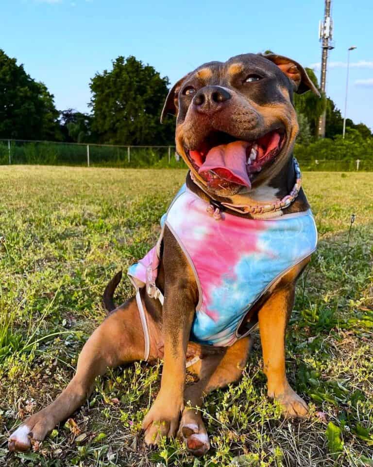 Tri-Color Pitbull – Breed Info, Pictures, Genetics & Facts