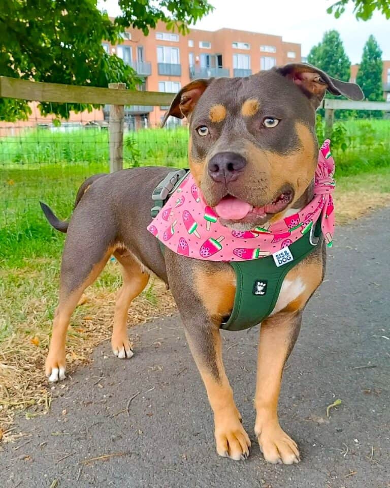 Tri-Color Pitbull – Breed Info, Pictures, Genetics & Facts