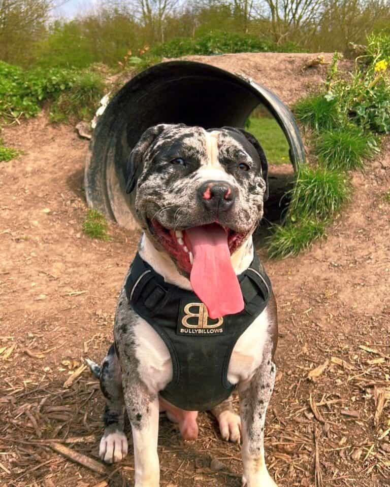 8 Different Types of Tri-Color Bully (With Pictures)