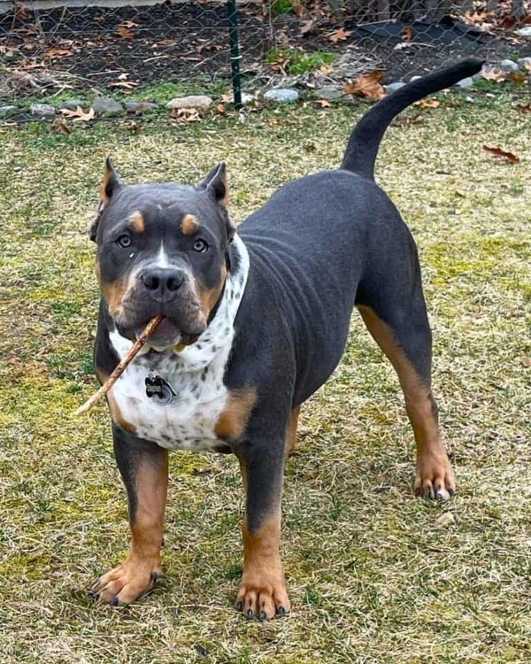 8 Different Types of Tri-Color Bully (With Pictures)