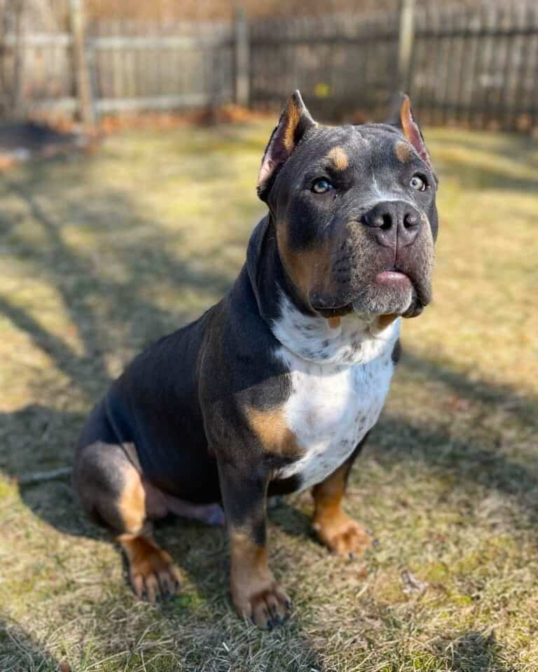 8 Different Types of Tri-Color Bully (With Pictures)