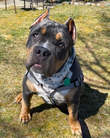 8 Different Types of Tri-Color Bully (With Pictures)