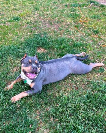 8 Different Types of Tri-Color Bully (With Pictures)