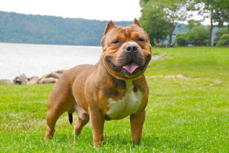 8 Different Types of Tri-Color Bully (With Pictures)