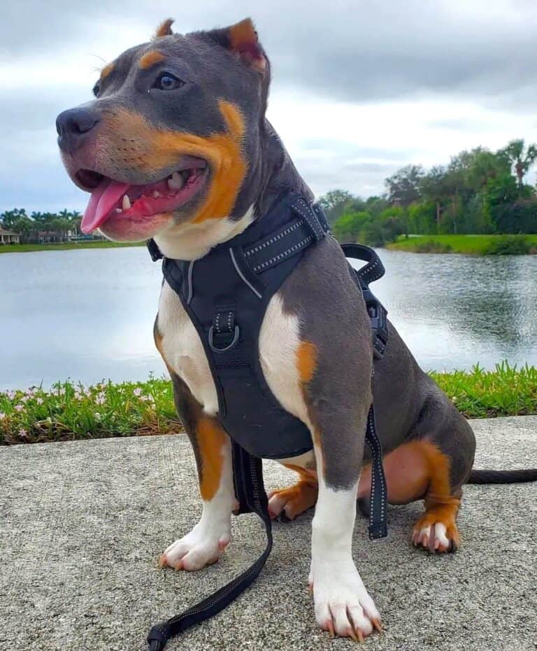 8 Different Types of Tri-Color Bully (With Pictures)