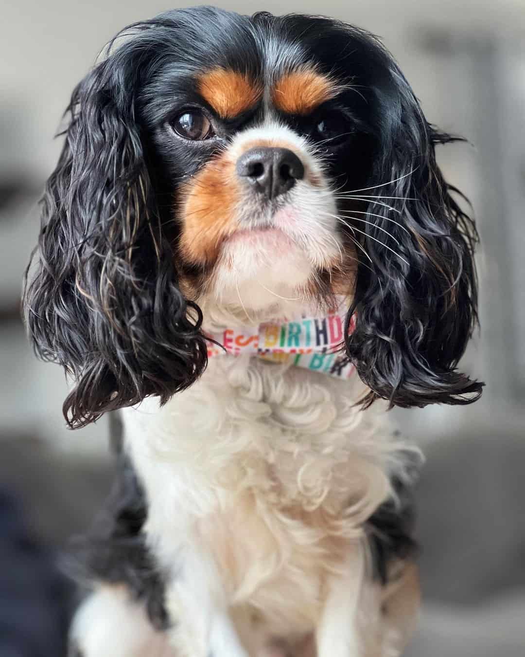 9 Cavalier King Charles Spaniel Colors (With Pictures)