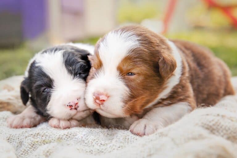 16 Australian Shepherd Colors & Patterns (With Pictures)