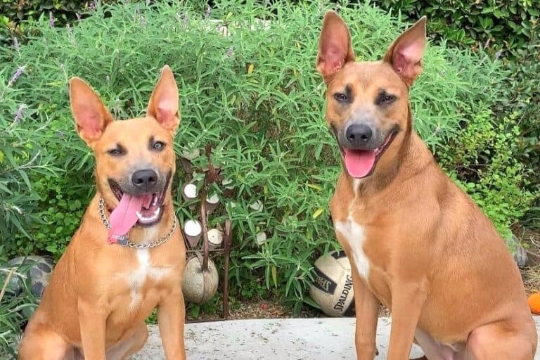 Belgian Malinois Pitbull Mix: Info, Pictures, Traits & Facts