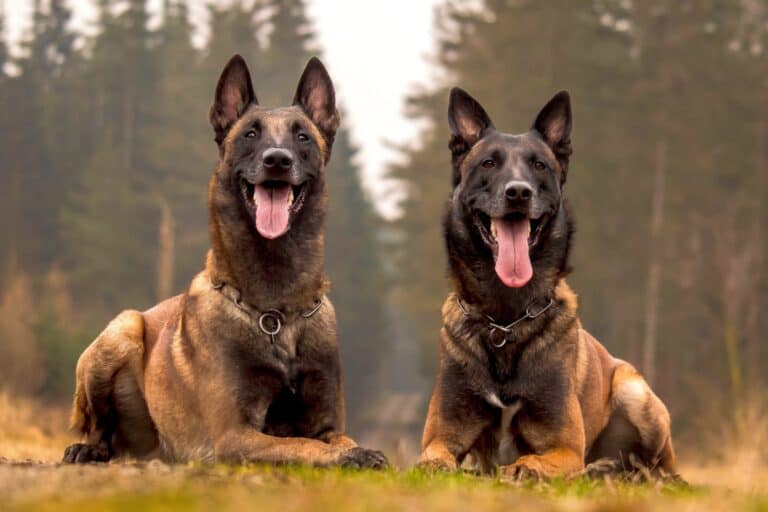 12 Belgian Malinois Colors & Markings (With Pictures)