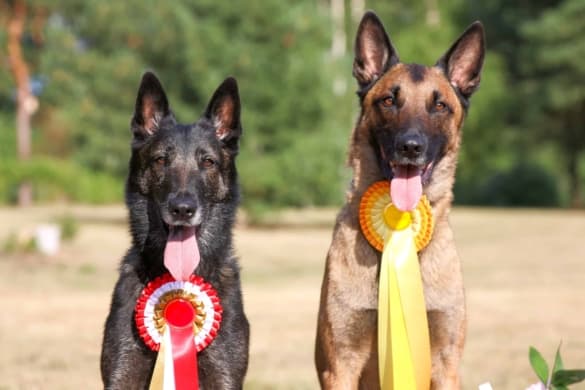 12 Belgian Malinois Colors & Markings (With Pictures)