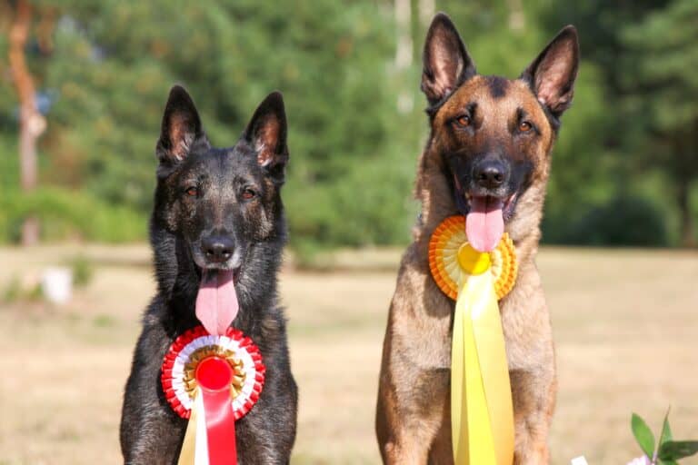 12 Belgian Malinois Colors & Markings (With Pictures)