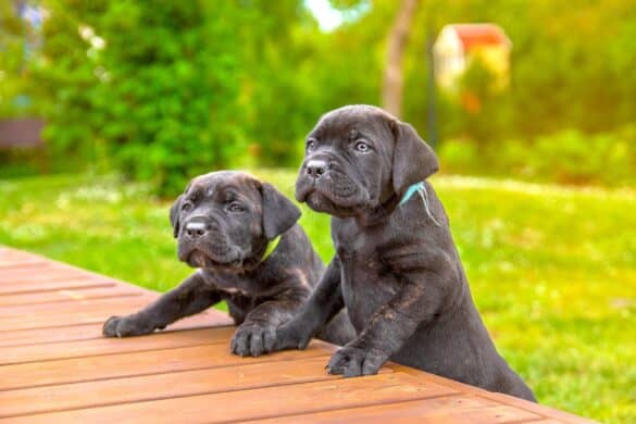 11 Cane Corso Colors and Markings (With Pictures)