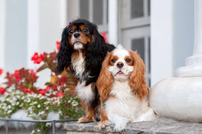 9 Cavalier King Charles Spaniel Colors (With Pictures)