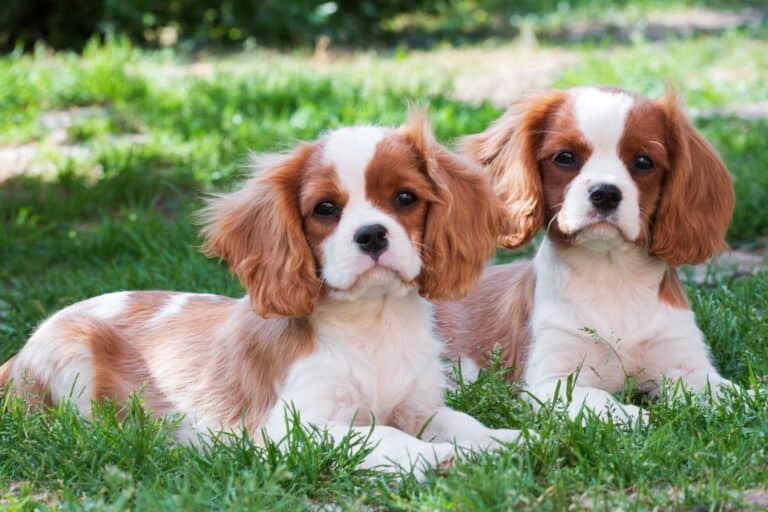 9 Cavalier King Charles Spaniel Colors (With Pictures)