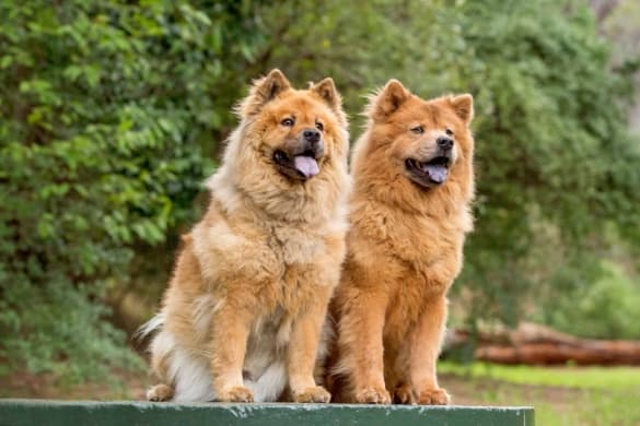 13 Chow Chow Colors, Markings & Patterns (With Pictures)