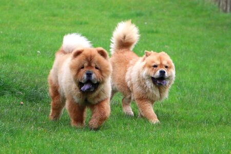 13 Chow Chow Colors, Markings & Patterns (With Pictures)