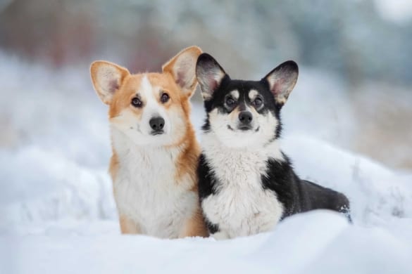 16 Corgi Colors and Markings (With Pictures)